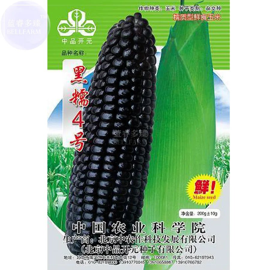 Rare BELLFARM Giant Black Corn Glutinous Maize Hybrid High Yield 'Seeds ...