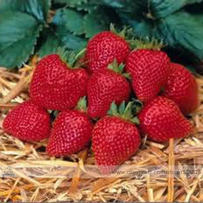 Rare Elan F1 Strawberry Seeds, 1 Professional Pack, 100 Seeds / Pack