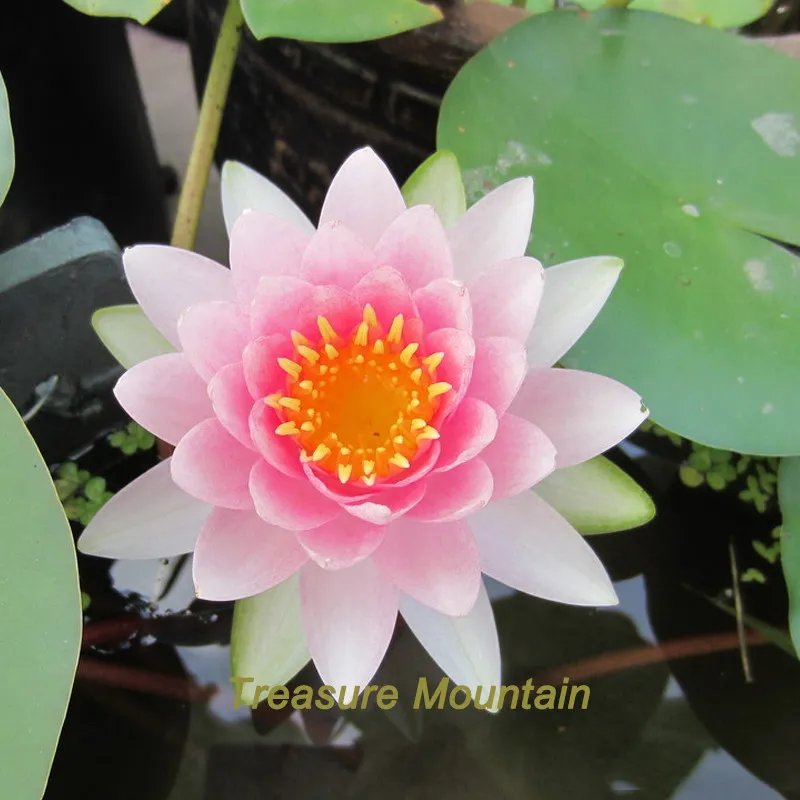 Rare 1 Professional Pack Shy Girl Pink Water Lily Nymphaea Flower Seed