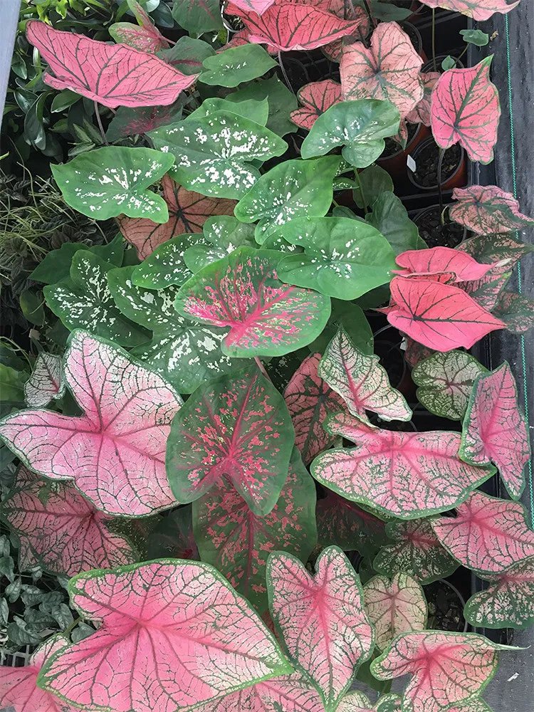 Rare Caladiums Sweetheart, Mixed 100 seeds