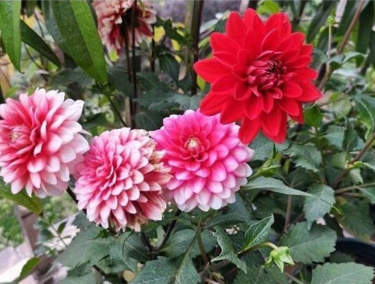 100 Rare Violets, Style Mix. Garden Bed, Color Series