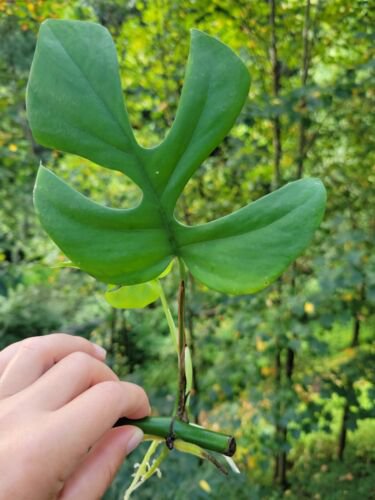 Mini Monstera, Rhaphidophora tetrasperma rooted cutting - Home Plant ...