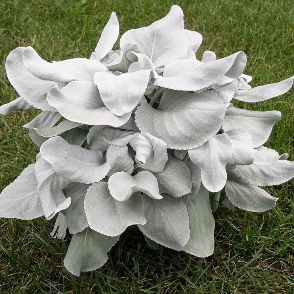 1 Senecio Candicans " Angel Wings " Live Plant Succulent For Home Garden