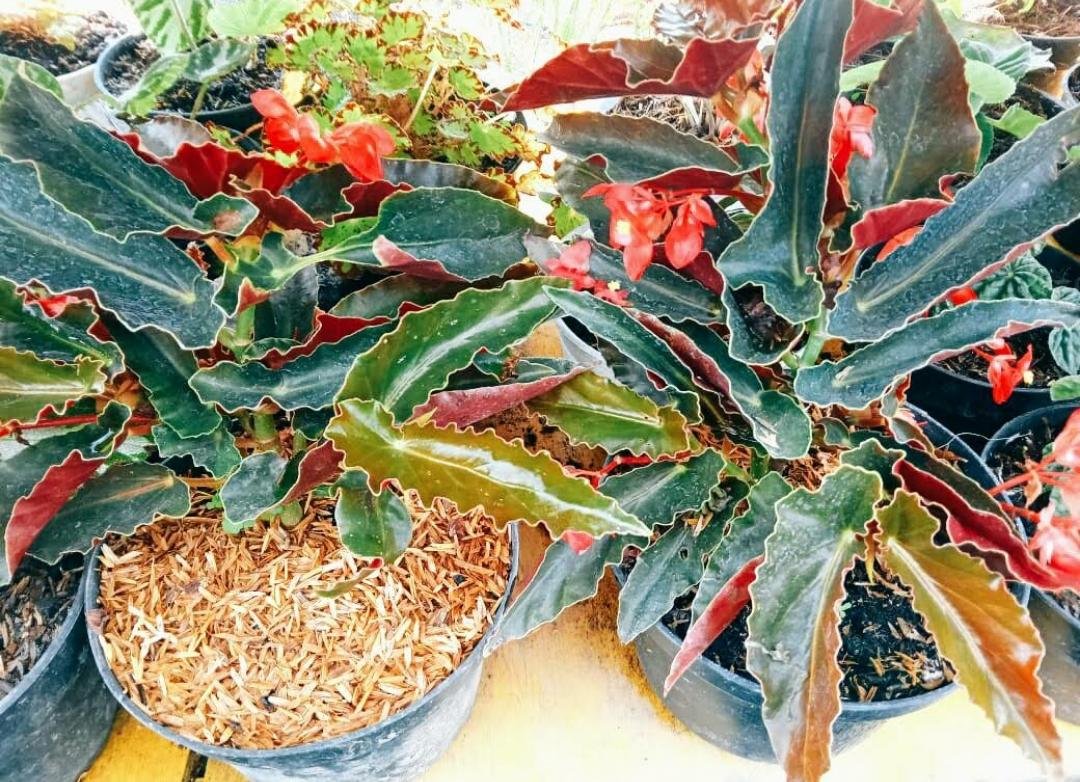 Angel Wing Torch Red Begonia Flower Live Plant For Home Garden Tree Plant