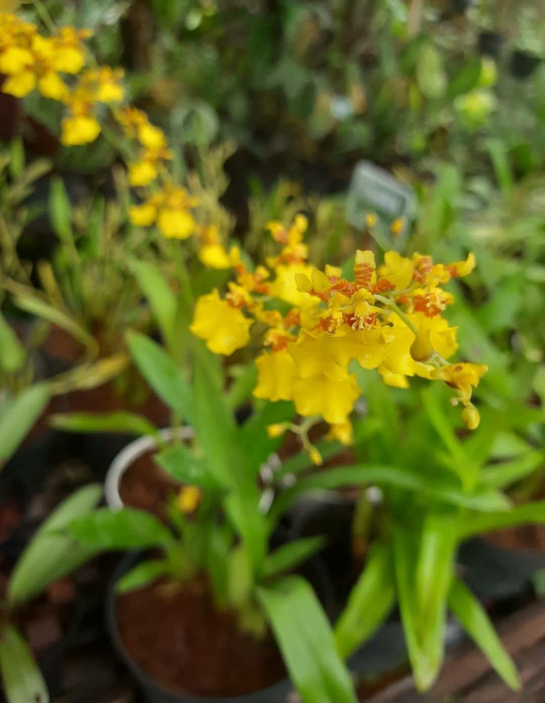 Oncidium Dancing Lady Orchid Golden Flower Live Plant For Home Garden ...