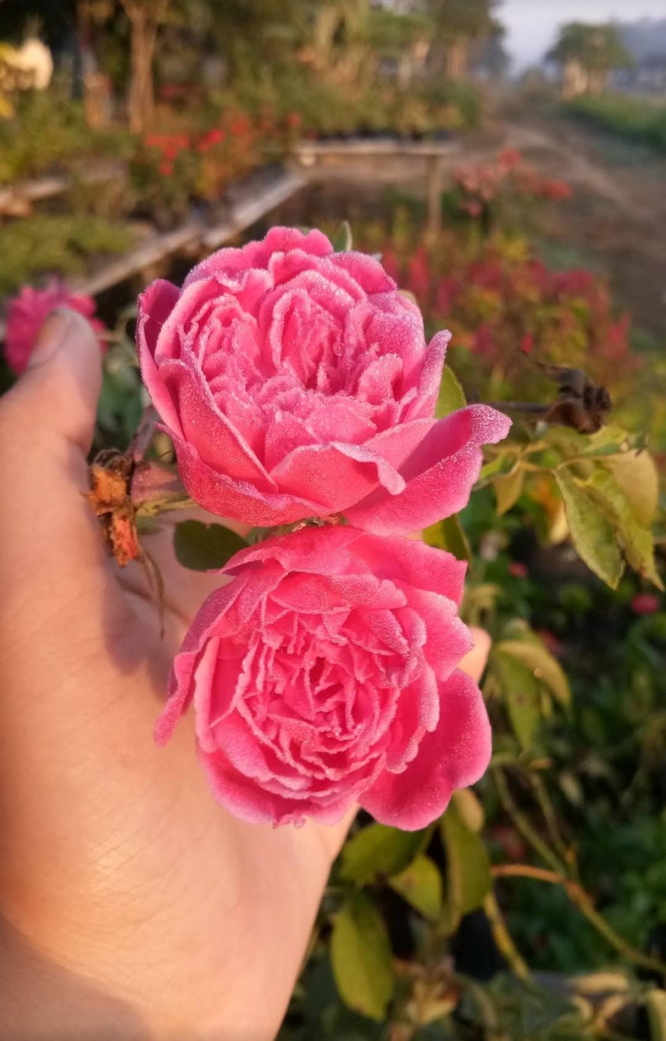 Shrub Rose Upright Disease Resistance Flower Live Plant For Home Garden ...