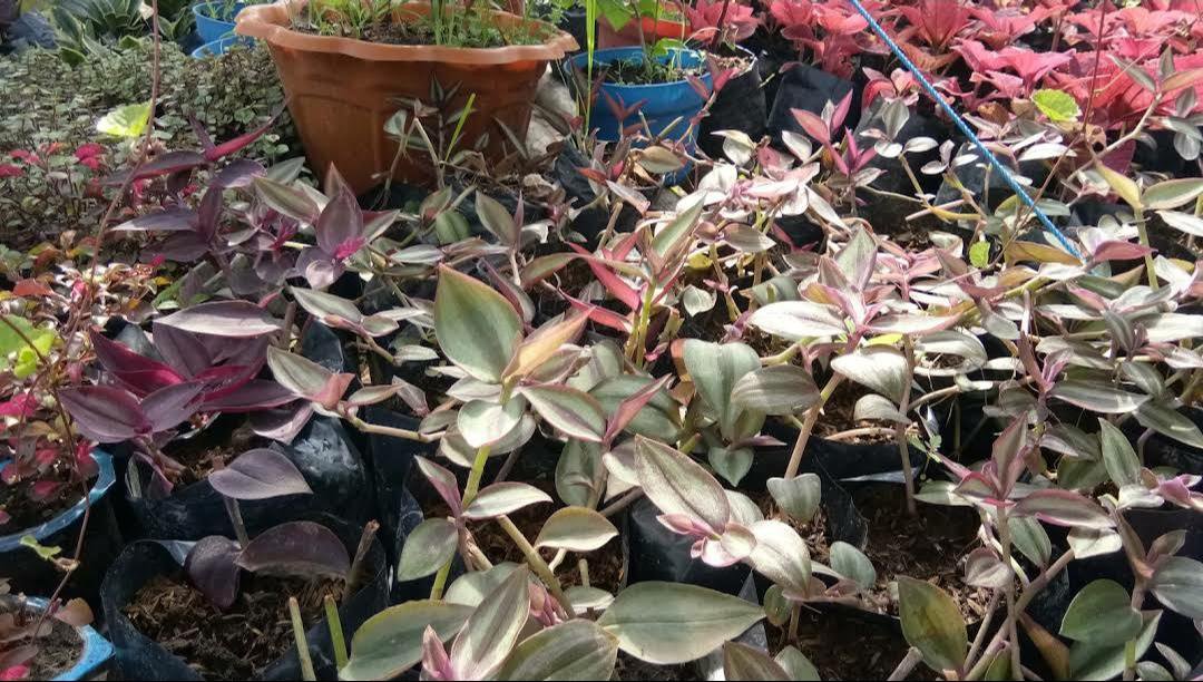 Wandering Jew, Tradescantia Zebrina Flower Live Plant For Home Garden ...