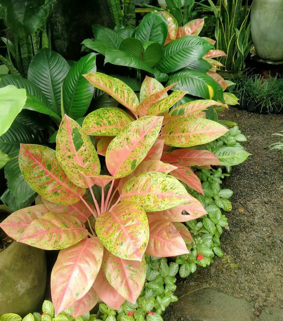 Rainbow Aglaonema 'Pink Emerald" Plant Houseplant Flower Live Plant For ...