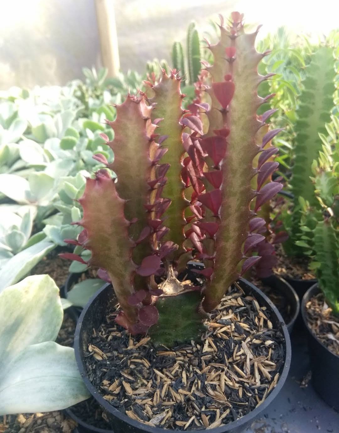 Euphorbia Trigona Rubra "Milk Tree" Plant Flower Houseplant Live Plant ...