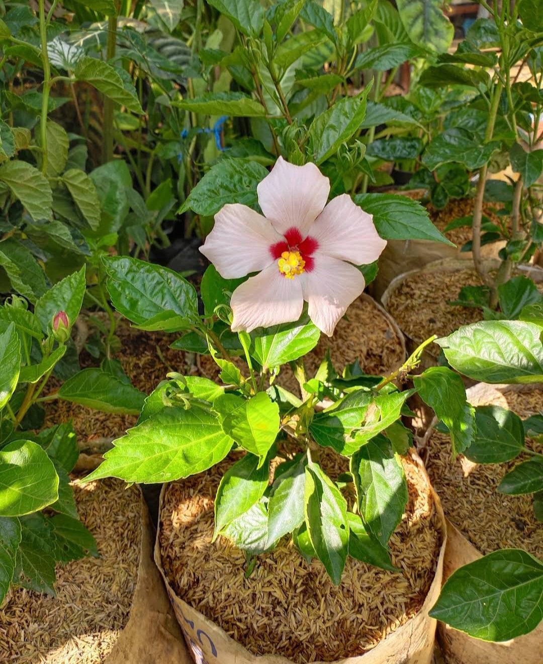Luna White hibiscus Plant Flower Houseplant Live Plant For Home Garden ...