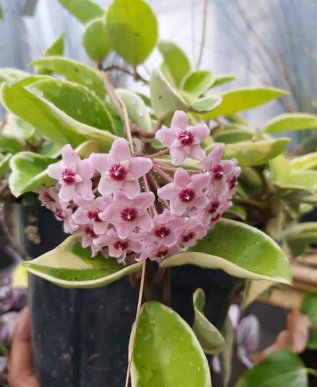 Hoya Carnosa Chelsea Plant Flower Houseplant Live Plant For Home Garden ...