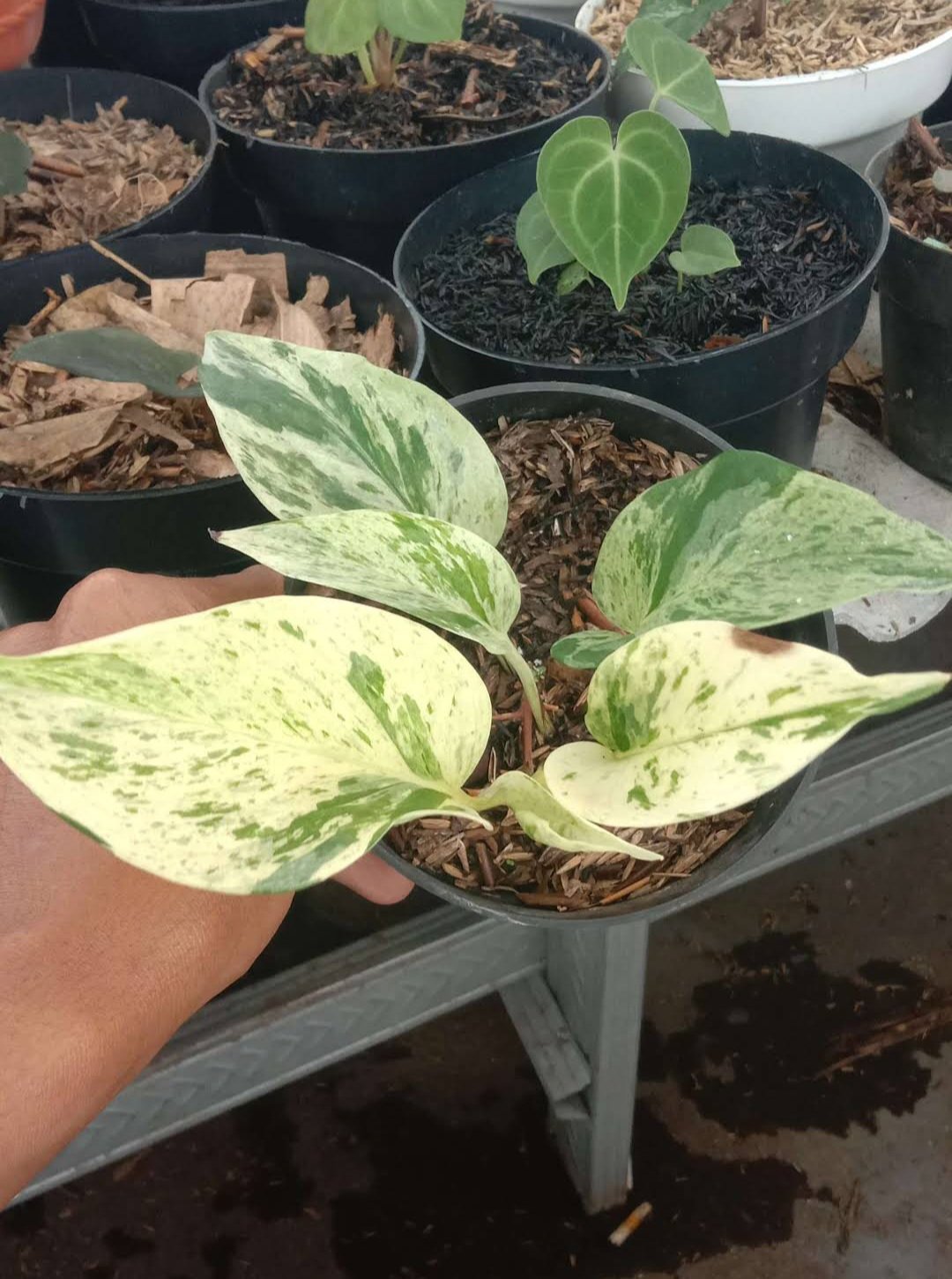 Marble Queen Pothos Plant Flower Houseplant Live Plant For Home Garden ...