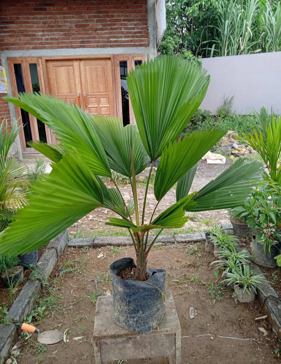Licuala Grandis Palm Plant Tree Houseplant Live Plant For Home Garden Plant