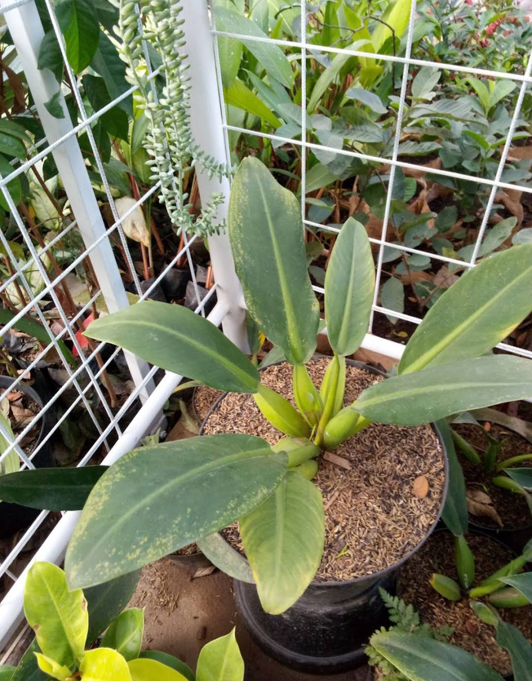 Philodendron Martianum "Fat Boy" Plant Flower Houseplant Live Plant For ...