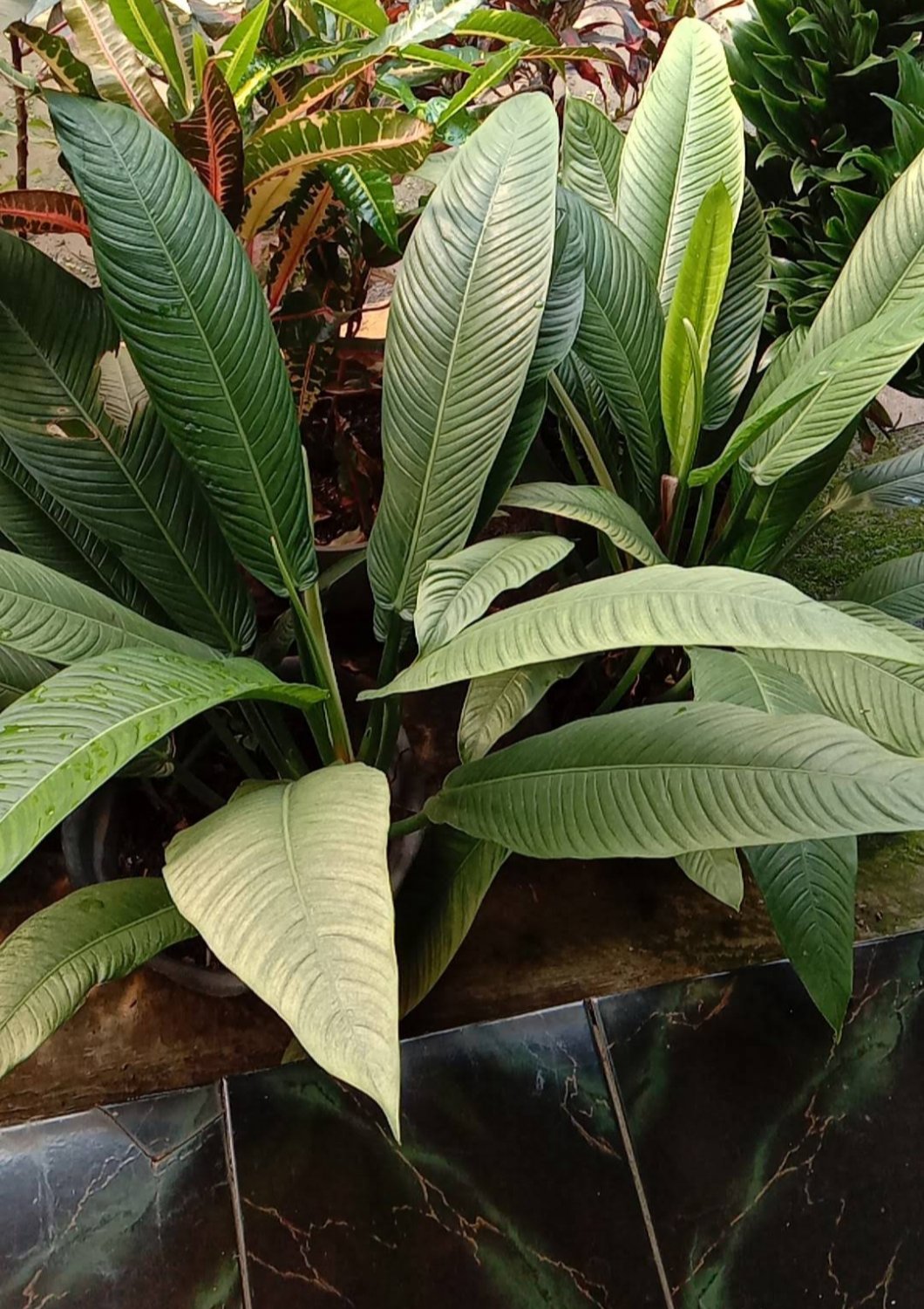 Philodendron campii 'Lynette' RARE Plant Flower Live Plant For Home ...