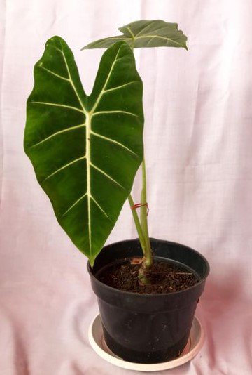 Alocasia "Frydek" Flower RARE Plant Flower Live Plant For Home Garden Plant