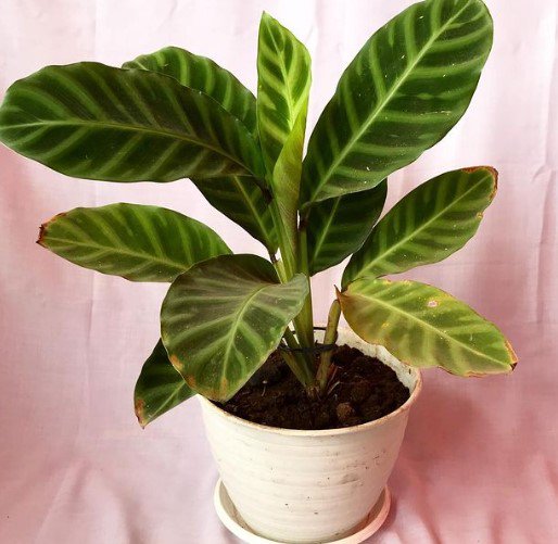 Calathea Zebrina Flower RARE Plant Flower Live Plant For Home Garden Plant
