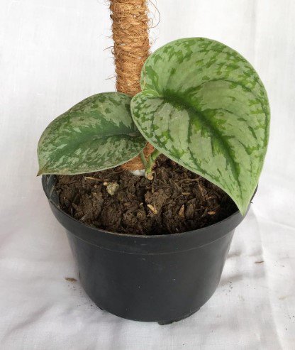 Scindapsus exotica Flower RARE Plant Flower Live Plant For Home Garden ...
