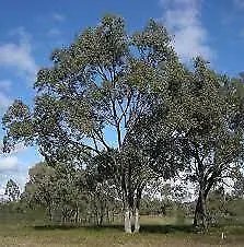 Poplar Box ( Eucalyptus Populnea) 50Seeds