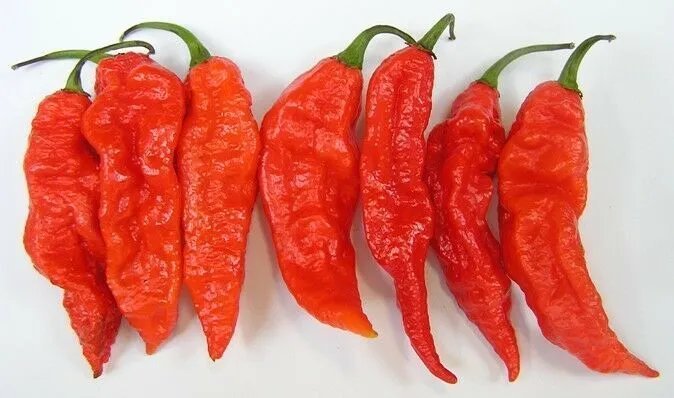 Bhut Jolokia Naga Ghost Chilli 20 Seeds Seeds Chili Peppers Ghost