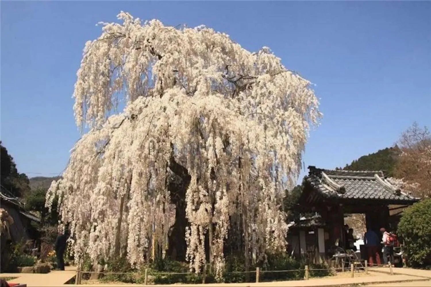 20 Seeds For Moon White Weeping Sakura Cherry Rare Exotic Tall Tree