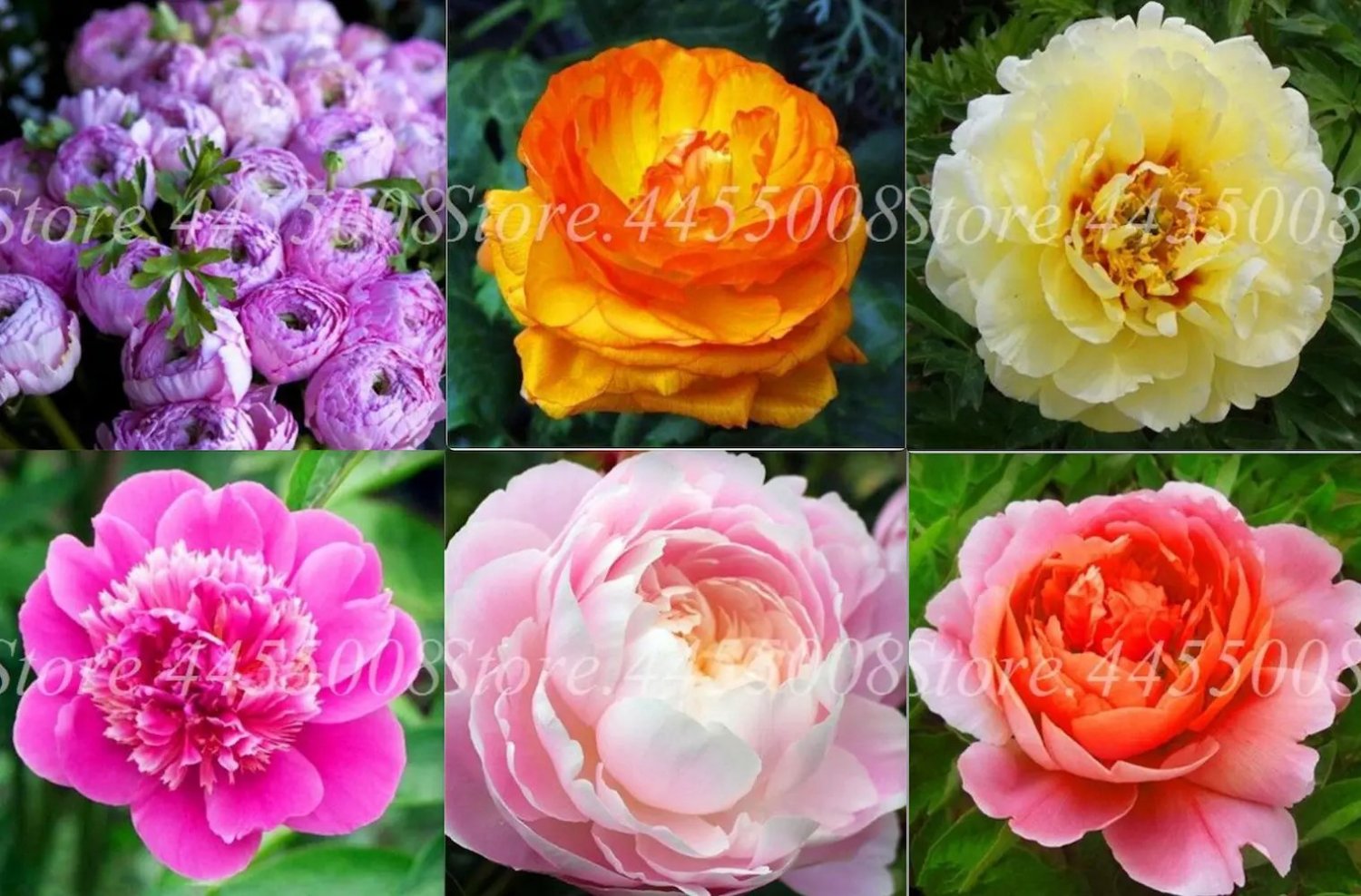 20 Seeds For Mixed Colors Peonies Rare Blossom Pink Red