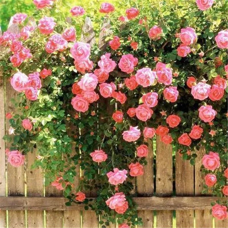 20 Seeds For Pink Rare Climber Climbing Rose Flower