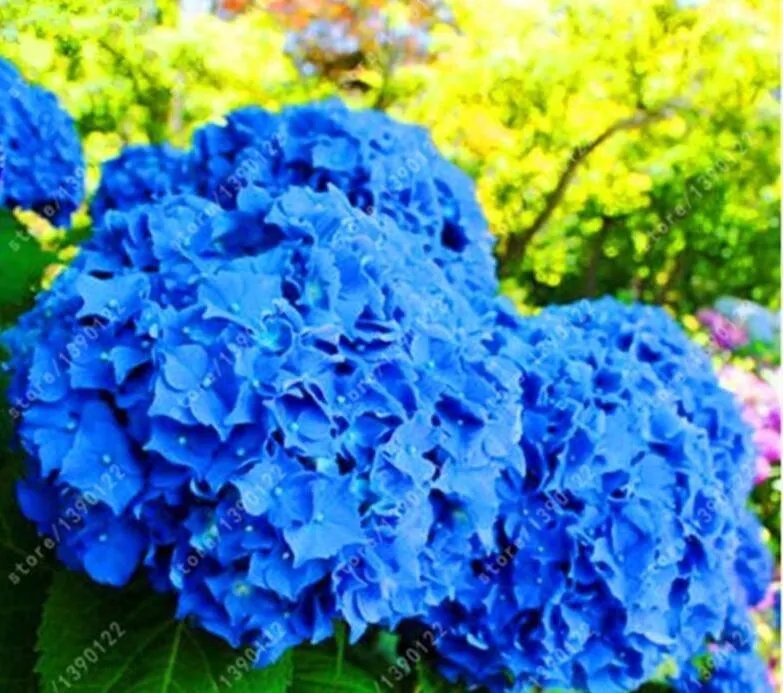 20 Seeds For Royal Blue Hydrangea Rare Flower Exotic Bush Plant