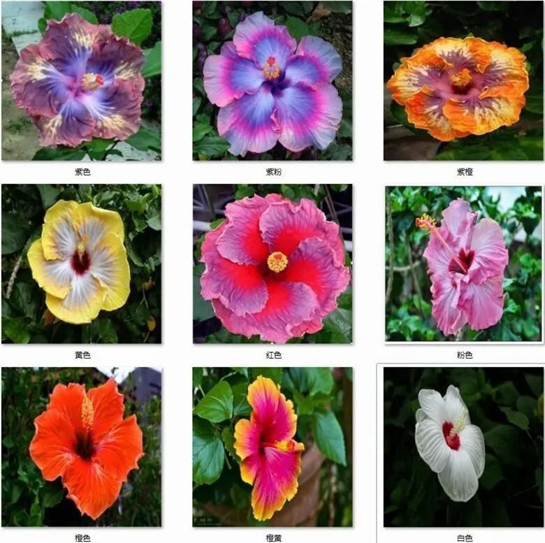 20 Mixed Color Seeds Hibiscus Flower Exotic Bloom/House Plant