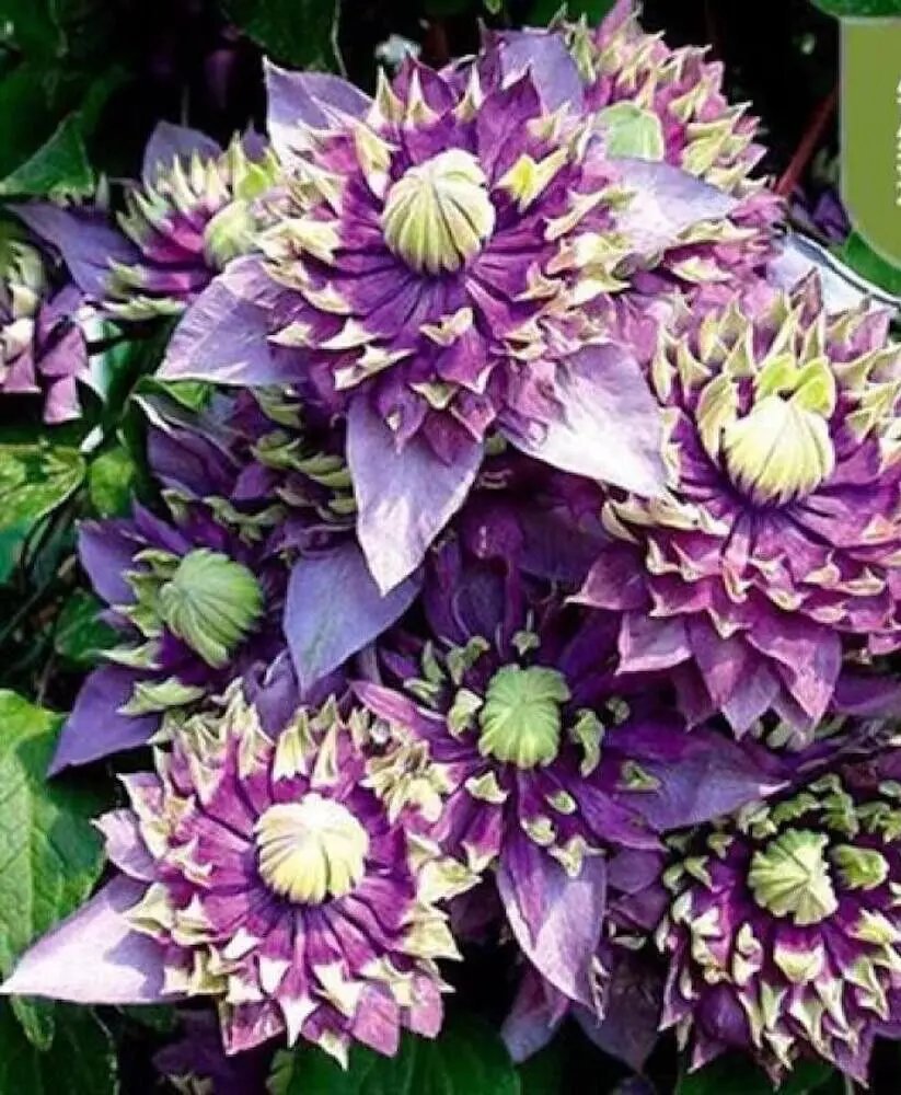 20 Seeds Violet Purple Clematis Rare Flower Exotic Vine