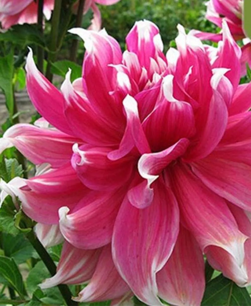 20 Seeds For Fuchsia Pink Frost Dahlia Rare Flower Exotic Bloom Plant