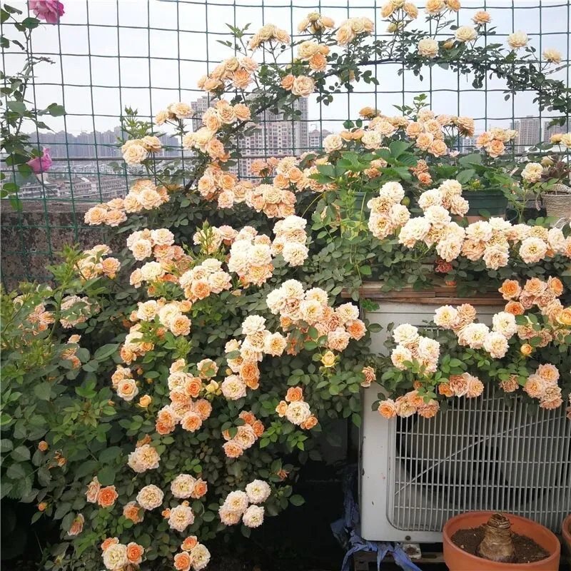 20 Seeds For Peach Rare Climber Climbing Rose Bud Flower