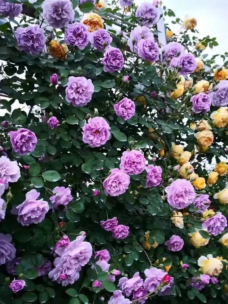 20 Seeds For Violet Rare Climber Climbing Rose Flower