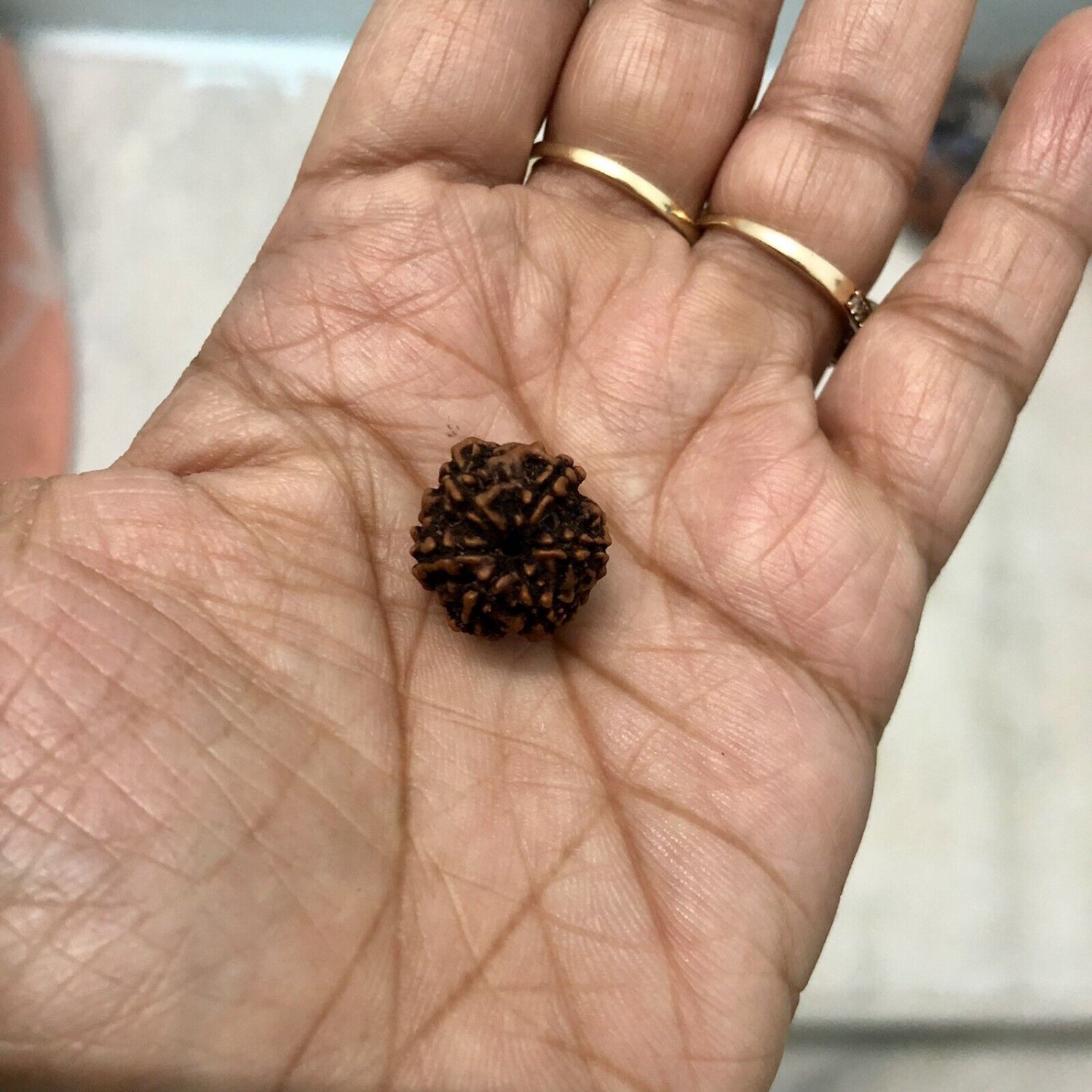 LAB CERTIFIED 6 Mukhi RUDRAKSHA Chahmukhi Rudraksh 6 Face Rudraksham 1 ...