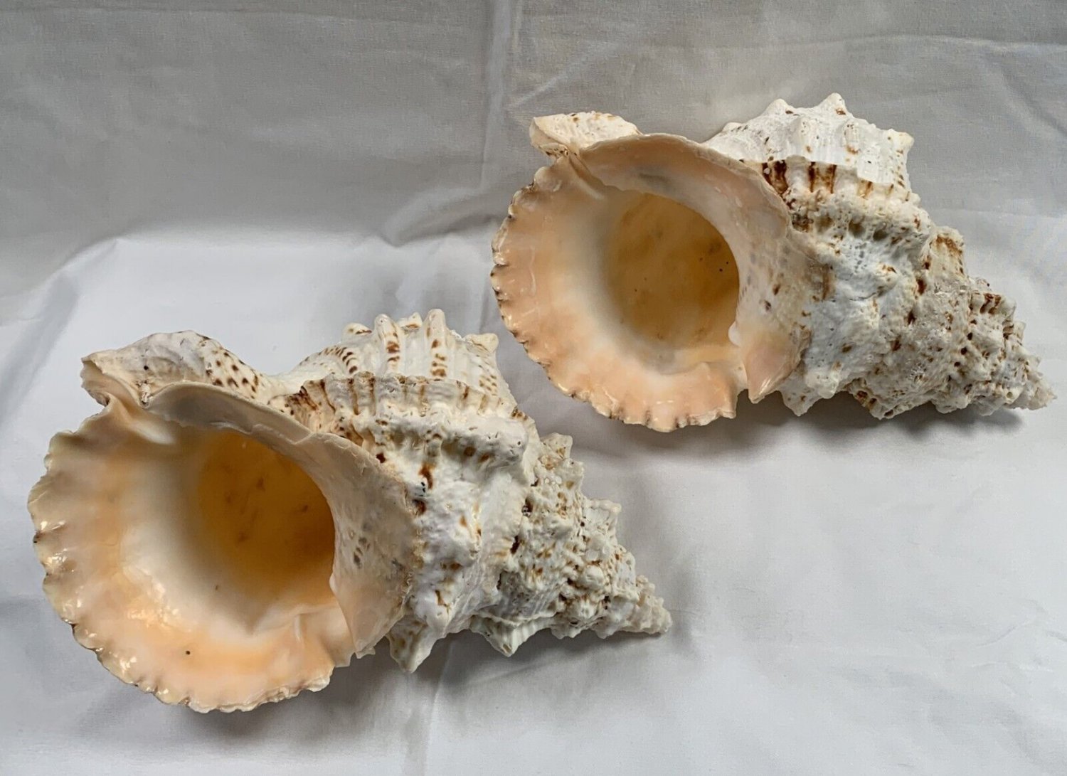 2 Frog Conch Shells Seashells Ocean Beach Decor 8-9" Long