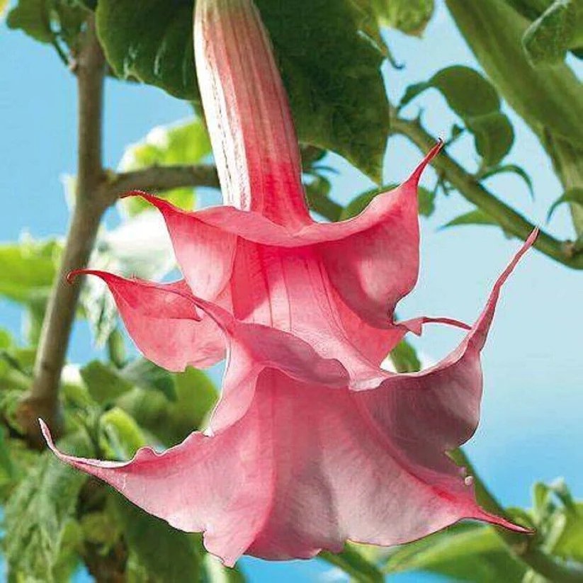 10 Double Pink Rose Angel Trumpet Seeds Flowers Seed Brugmansia Datura