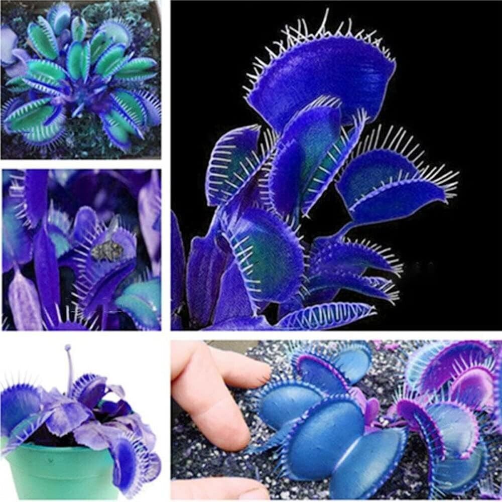 Blue Venus Flytrap Rare Tropical Exotic Plant Very Hardy Easy to Grow ...