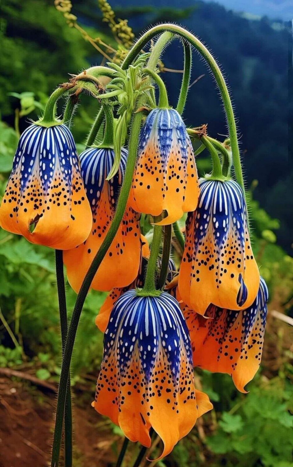 Tibetan Bell Flower Blue Patternialis Unique 50 Seeds