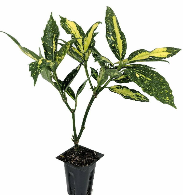 1 Pcs Aucuba Japonica Plant, Picturata Aucuba Japonica Live Plant 3" Pot