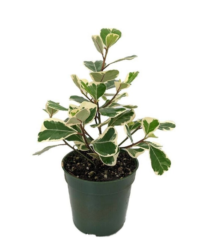1 Pcs Ficus Triangularis Variegata Plant, Rare Variegated Triangle ...