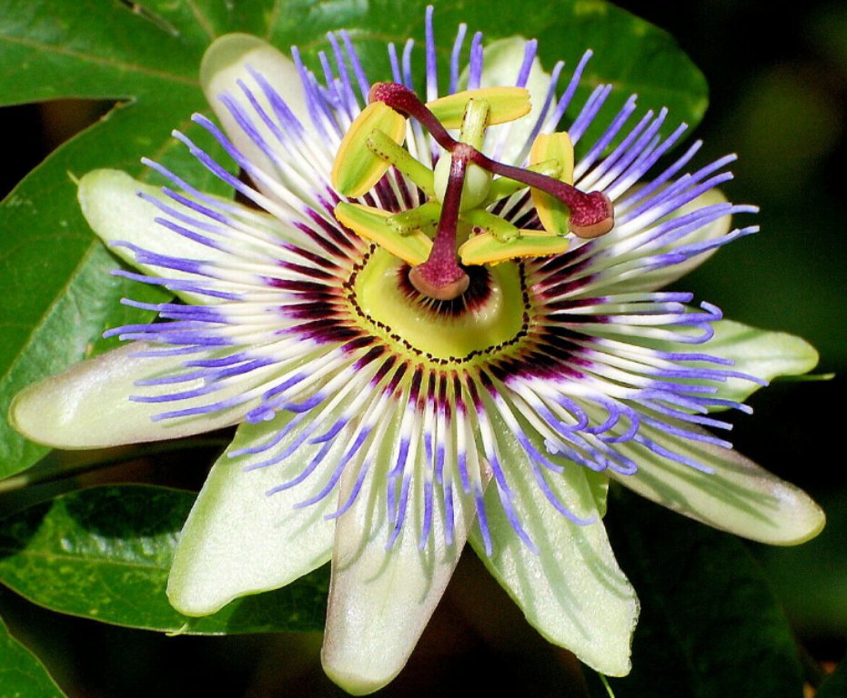 1 Pcs Passiflora Caerulea Plant, Edible Passion Vine Live Plant 2" Pot