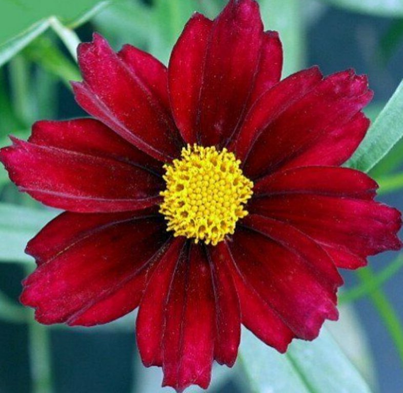 1 Pcs Coreopsis Perennial Plant, Mercury Rising Coreopsis Tickseed Live ...