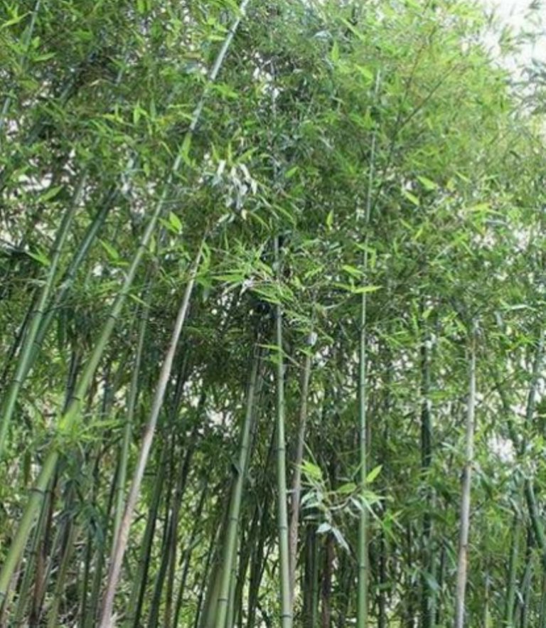 50 Pcs Giant Japanese Timber Bamboo Seeds, Bamboo Perennial Climbing Seeds