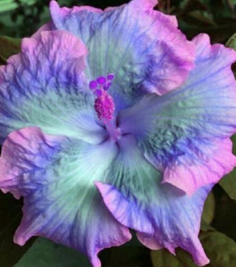 20 Pcs Hibiscus Rosa Sinensis Seeds, Purple Blue Pink Hibiscus ...