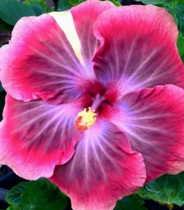 20 Pcs Hibiscus Rosa Sinensis Seeds, Purple Pink Hibiscus Perennial Seeds