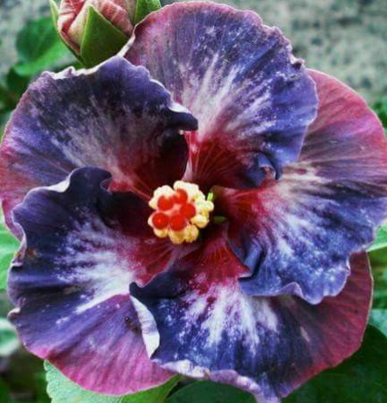 20 Pcs Hibiscus Rosa Sinensis Seeds, Blue Purple Pink Hibiscus ...