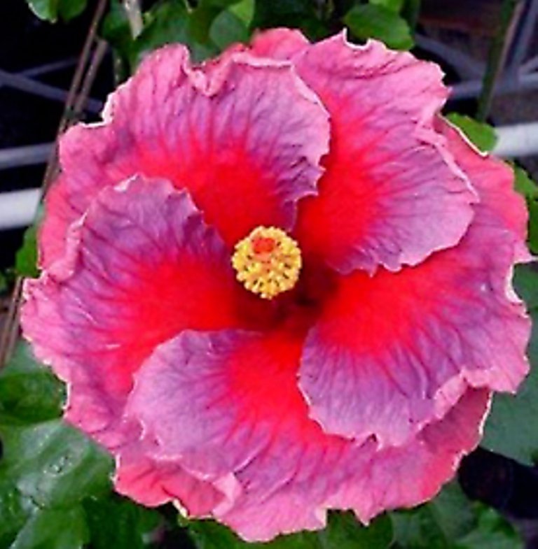 20 Pcs Hibiscus Rosa Sinensis Seeds, Purple Pink Hibiscus Perennial Seeds