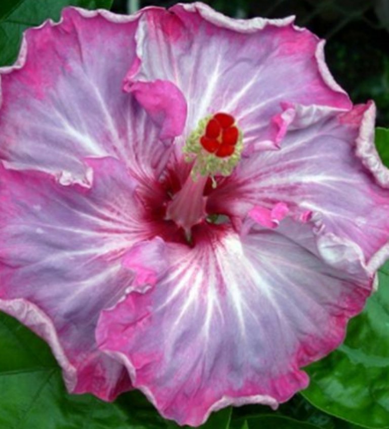 20 Pcs Hibiscus Rosa Sinensis Seeds, White Pink Gray Hibiscus Perennial ...