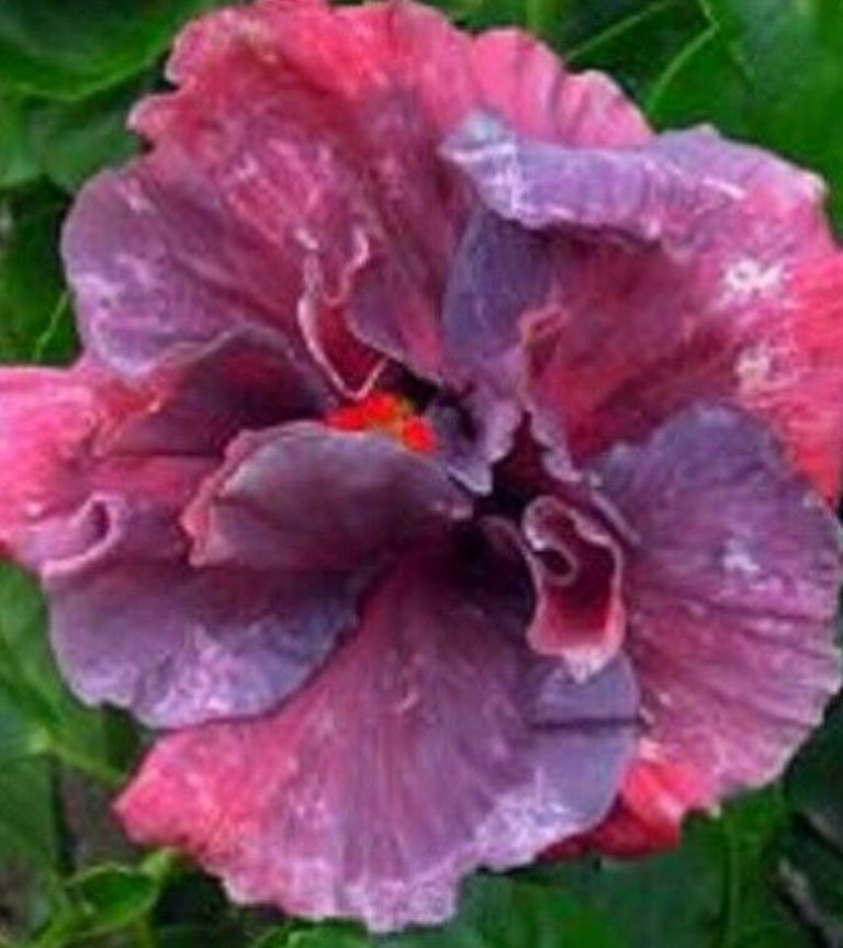 20 Pcs Hibiscus Rosa Sinensis Seeds, Double Pink Purple Hibiscus ...