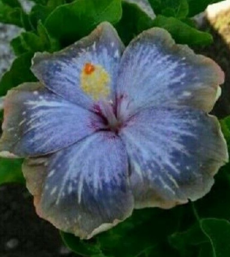 20 Pcs Hibiscus Rosa Sinensis Seeds, Blue Gray Silver Hibiscus ...